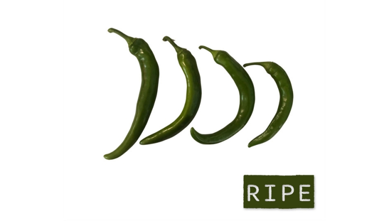 Album Review: Ripe by The Mitras - The Auricular